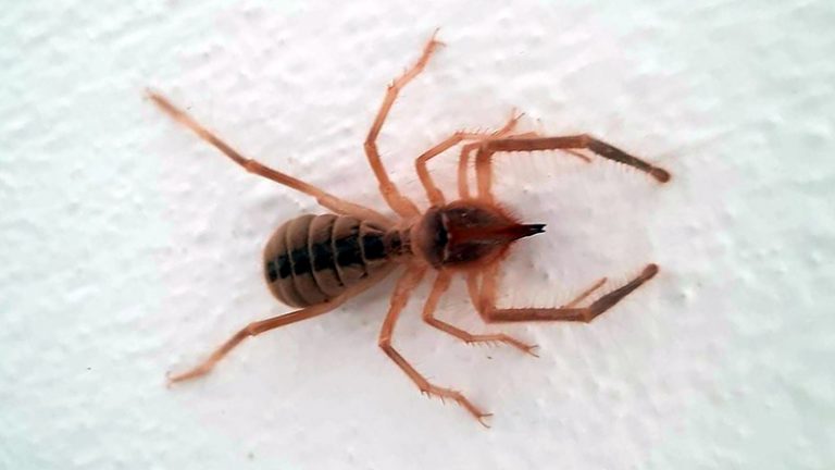 Die Griechische Walzenspinne - Hellas Blog